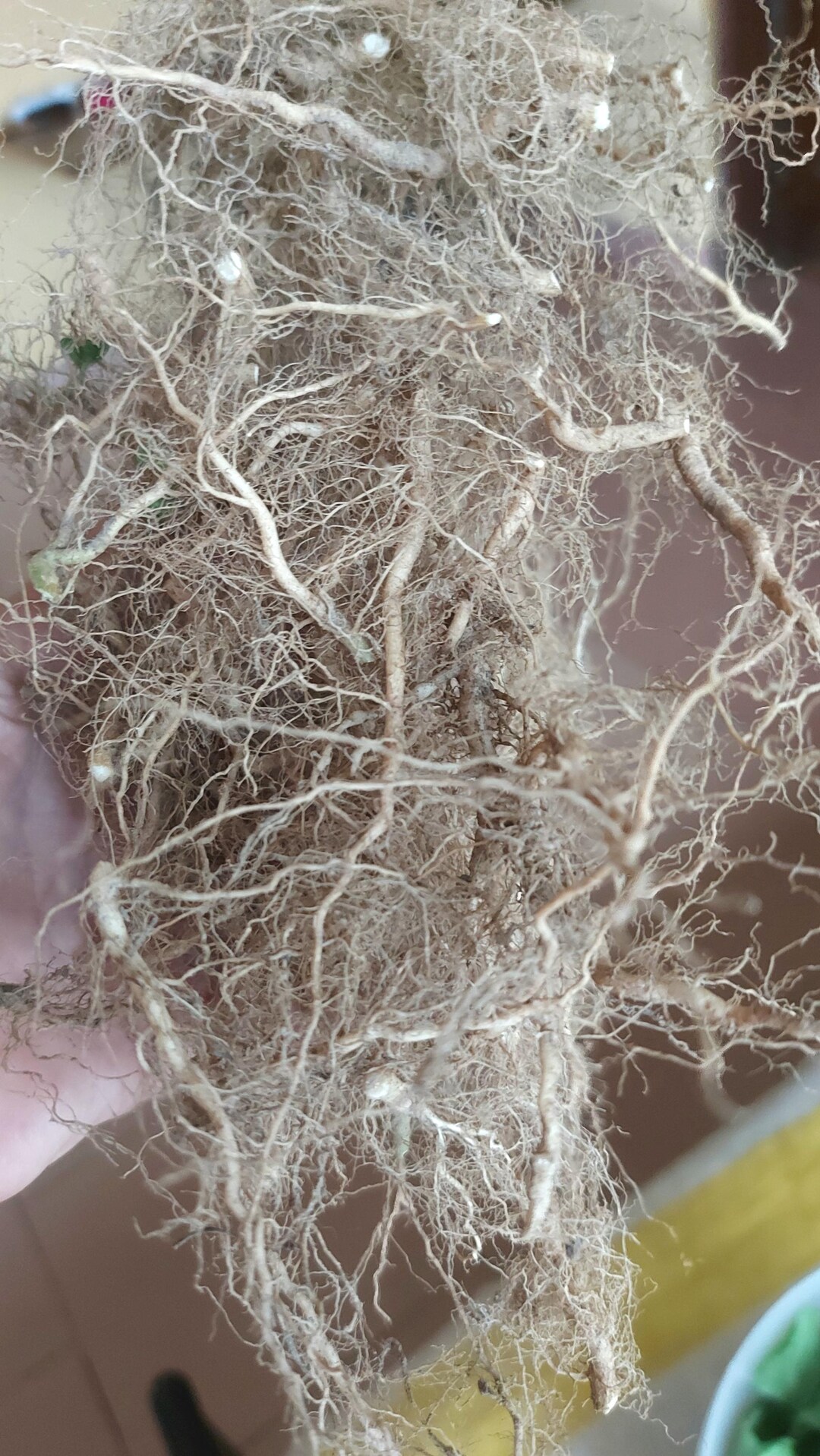 30 Grams, 1 Oz, Dried Acalypha Indica Roots, Indian Mercury, Indian ...