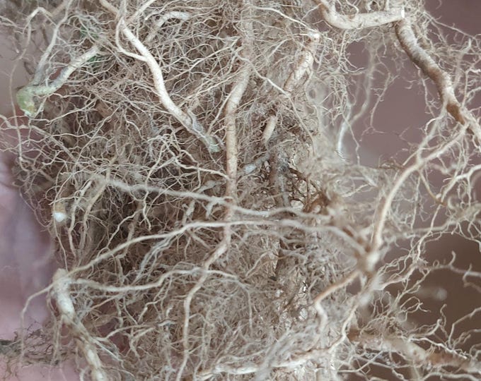 30 Grams, 1 Oz, Dried Acalypha Indica Roots, Indian Mercury, Indian ...