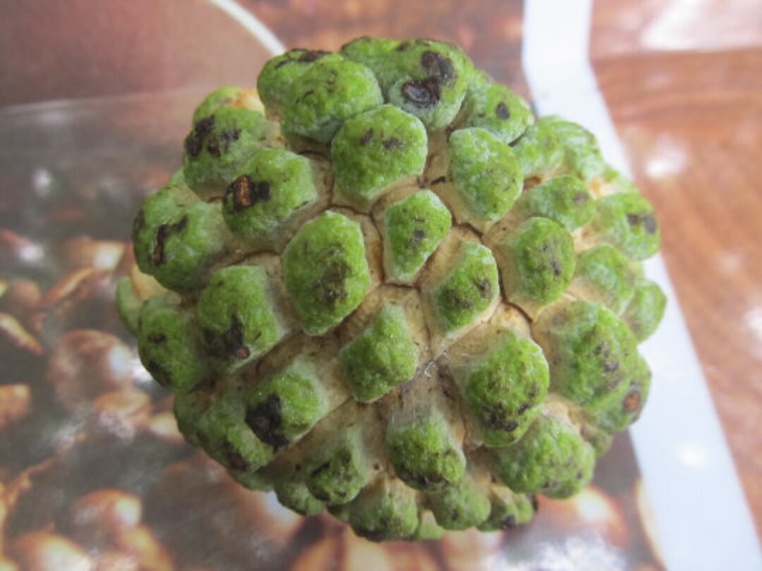 1 Oz, 30 Grams, Sweetsop, Sweet Apple, Custard Apple, Annona Squamosa ...