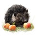 7 Hedgehog Clipart Eating Apples, Watercolor Printable, Card Making ...