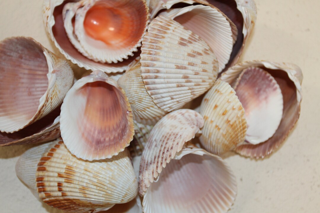 Cockle Seashells 1 1/4 Inch to 2 1/2 Inch Sizes for Seashell Crafts ...