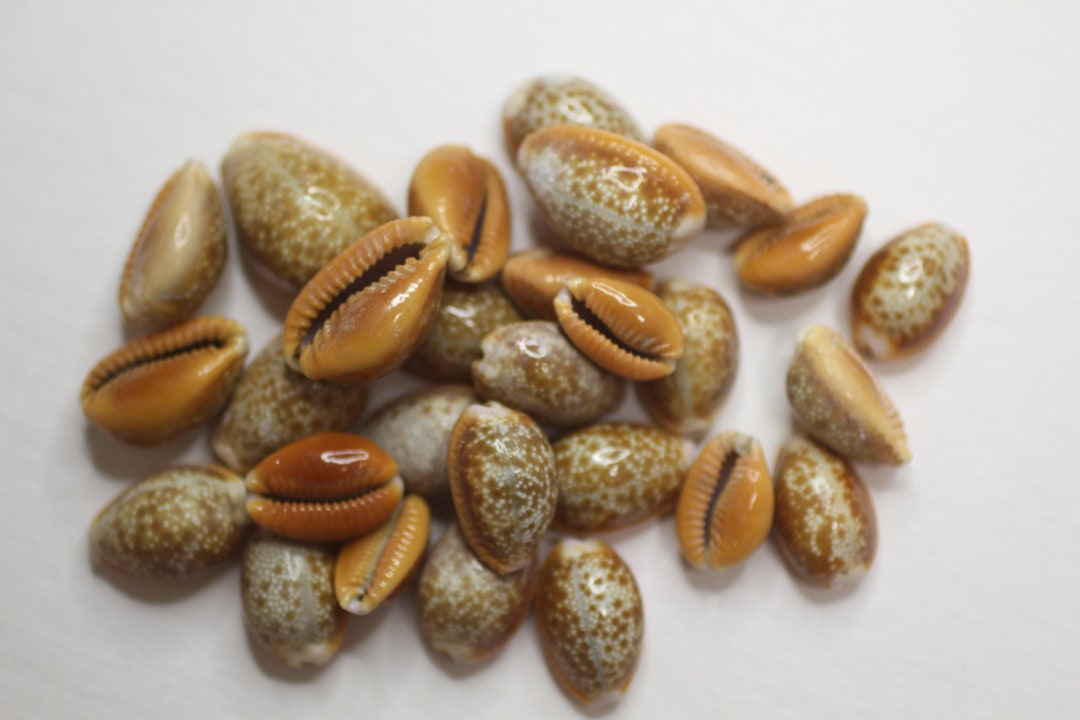 Honey Cowries A Small Seashell for Upscale Craft Supplies. Rich Colors ...