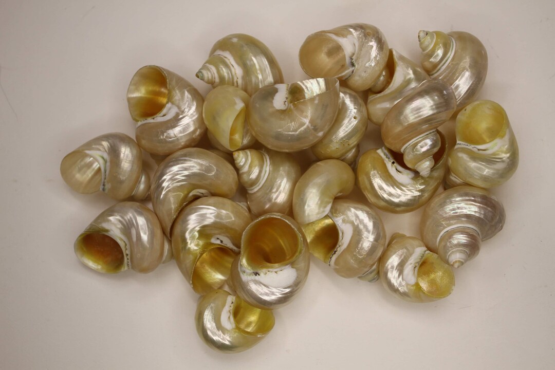 PEARLED TURBO, Gold Mouth Super Shiny, Seashells, Seashell Craft ...