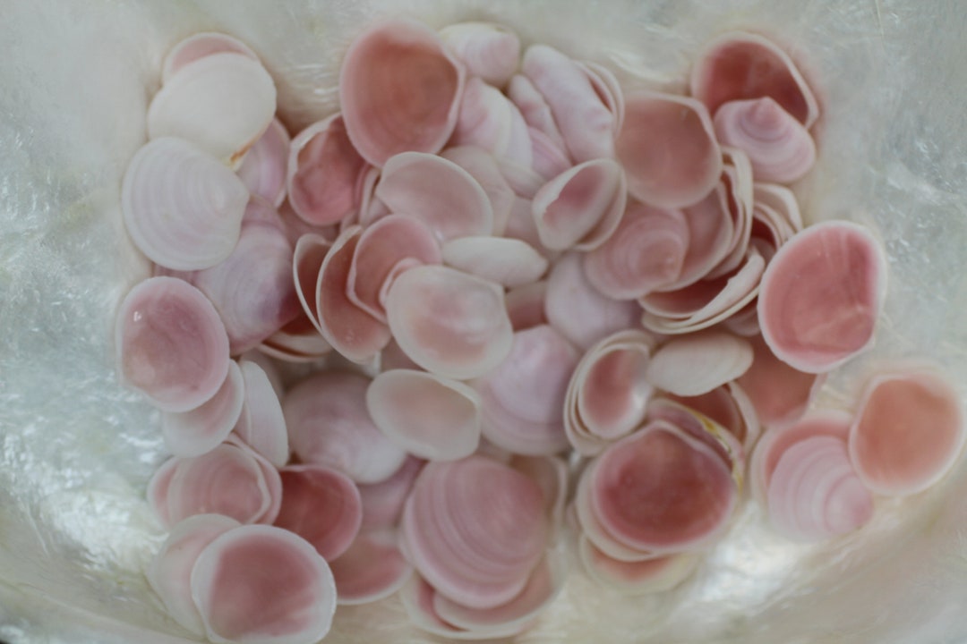 Pink Rose Cups Tellinas Approx 300 per 3 OZ, Hard to Find Crafting ...