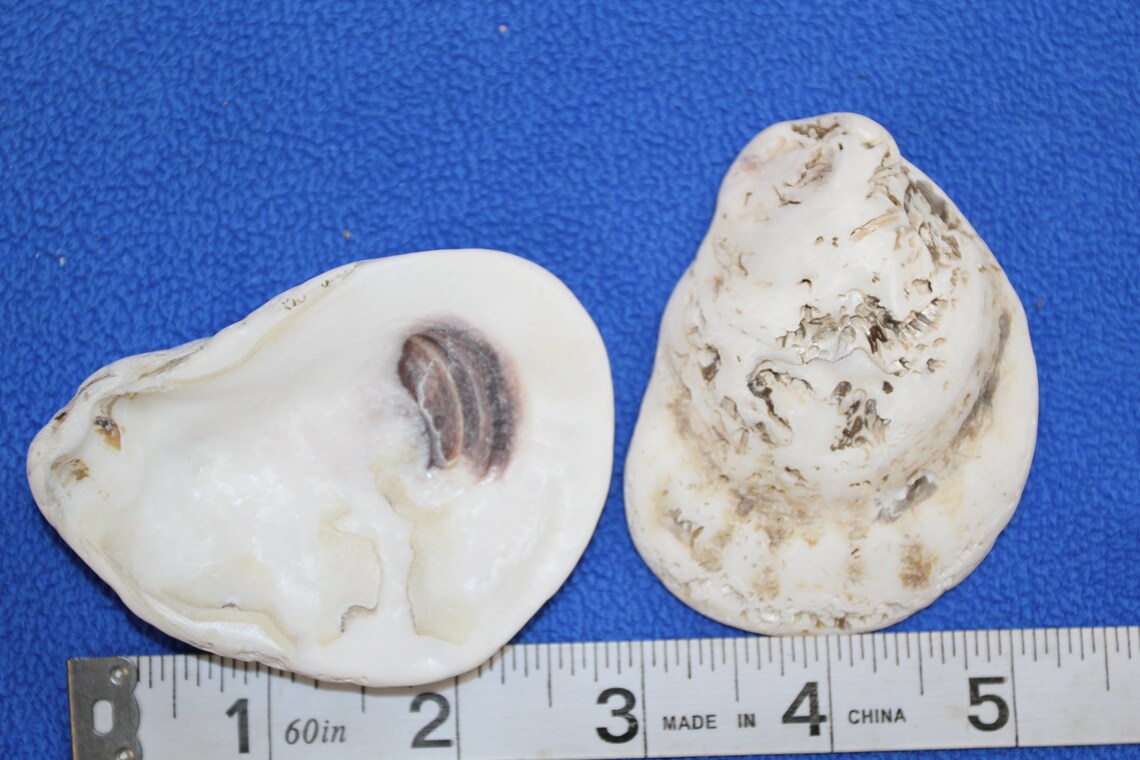 Oyster Shells Tumbled Smooth 2 to 3 Inch Pack - Etsy