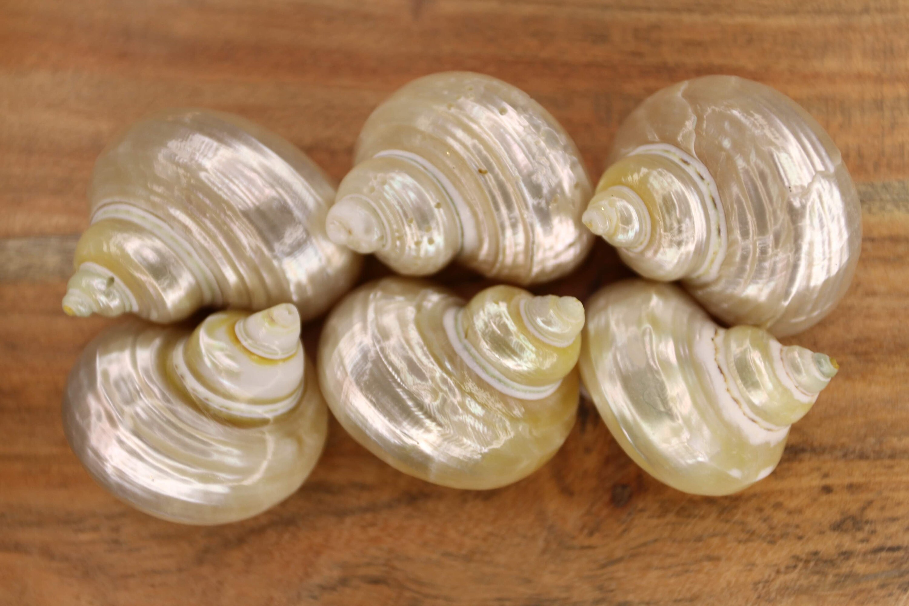 PEARLED TURBO, Gold Mouth Super Shiny, Seashells, Shell Craft, Wreath ...
