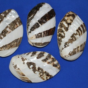 Large Whole Display Seashells for Table Top Decor, Lucky Clamshells ...