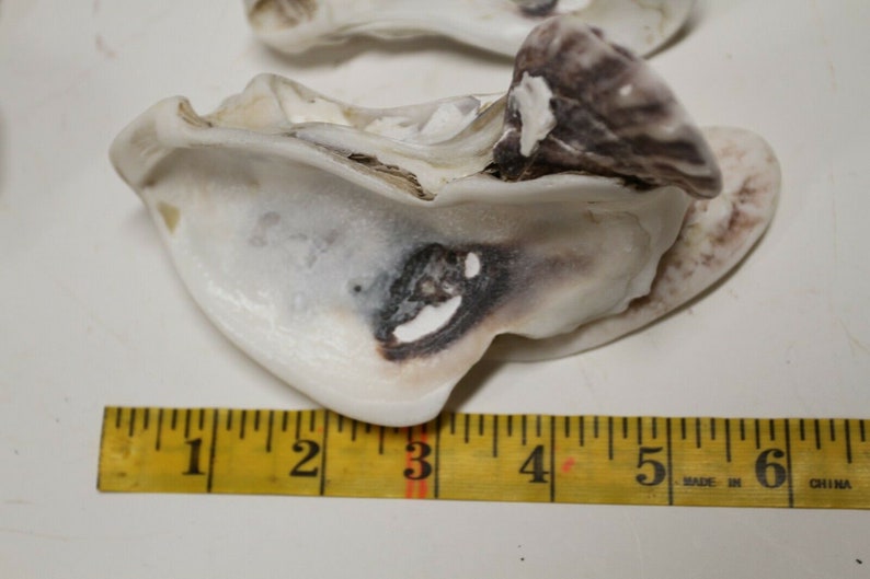 Oyster Shells Clusters for Wedding Venue Decor Projects WOF | Etsy