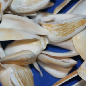 Canariums Half Cut Seashells / Average Size Range 1 1/4 Inch to 1 3/4 ...