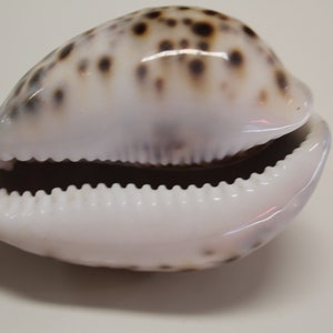 TIGER COWRY, Seashells, 3+", Collectible, All Occasion Gift, Mothers ...