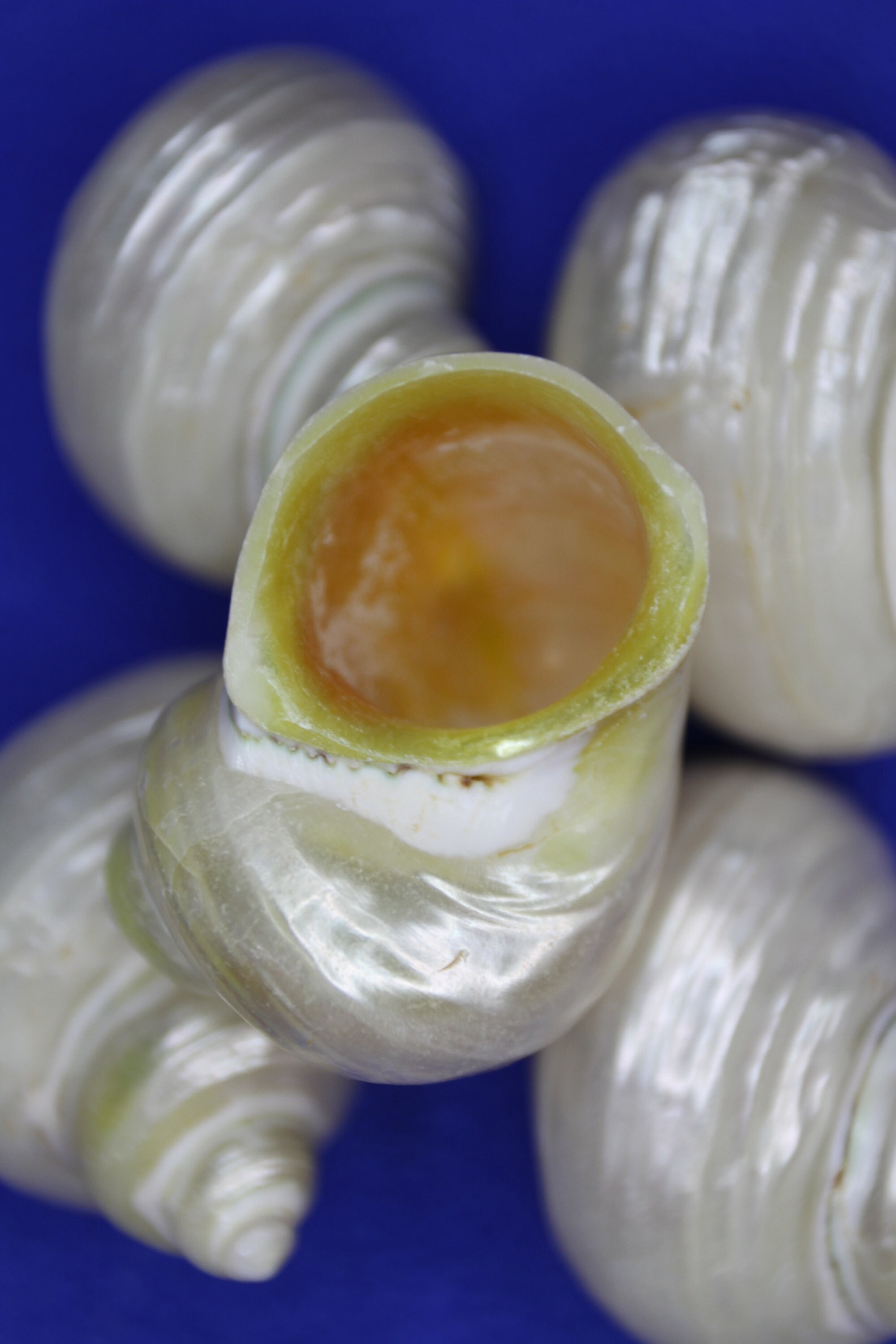 Turbo Chrysostomus -large Pearlized Goldmouth Turbo Seashells. Perfect ...