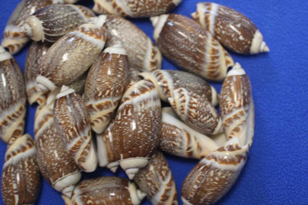 25- MIXED OLIVE Seashells,mosaics,shell Craft,gifts,beach Decor,resin ...