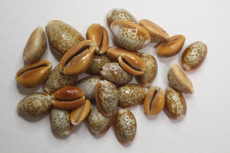 Honey Cowry A Small Seashell With Rich Colors. Shell Crafters Must-have ...