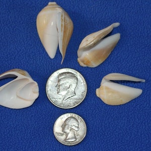 Canariums Half Cut Seashells / Average Size Range 1 1/4 Inch to 1 3/4 ...