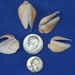 Canariums Half Cut Seashells / Average Size Range 1 1/4 Inch to 1 3/4 ...