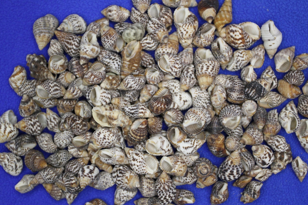 Planaxis Sulcatus ~ Small Affordable Craft Seashell, Great for Jewelry ...