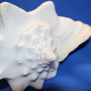 CONCHS Seashells, White Wedding Decor, Display Seashells, Christmas ...