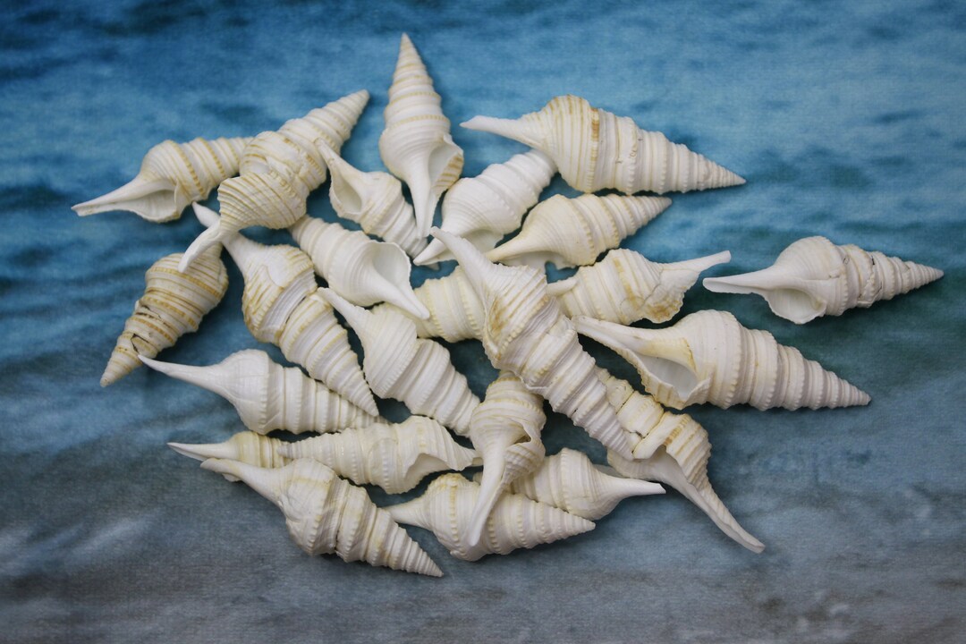Turris Crispa Seashells, Used for Craft Supplies, Shell Craft, Jewelry ...