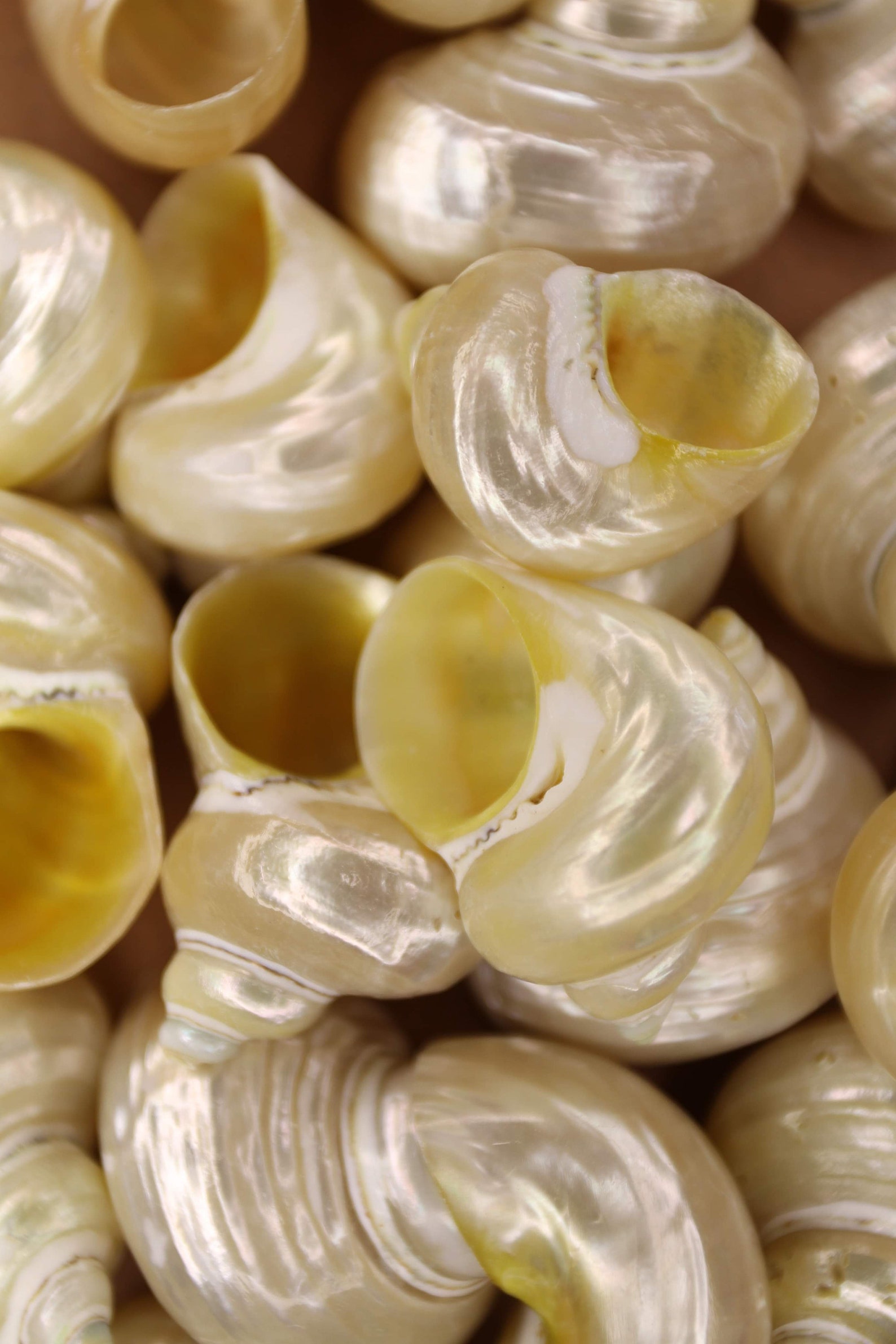 PEARLED TURBO, Gold Mouth Super Shiny, Seashells, Shell Craft, Wreath ...