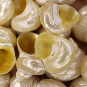 PEARLED TURBO, Gold Mouth Super Shiny, Seashells, Shell Craft, Wreath ...