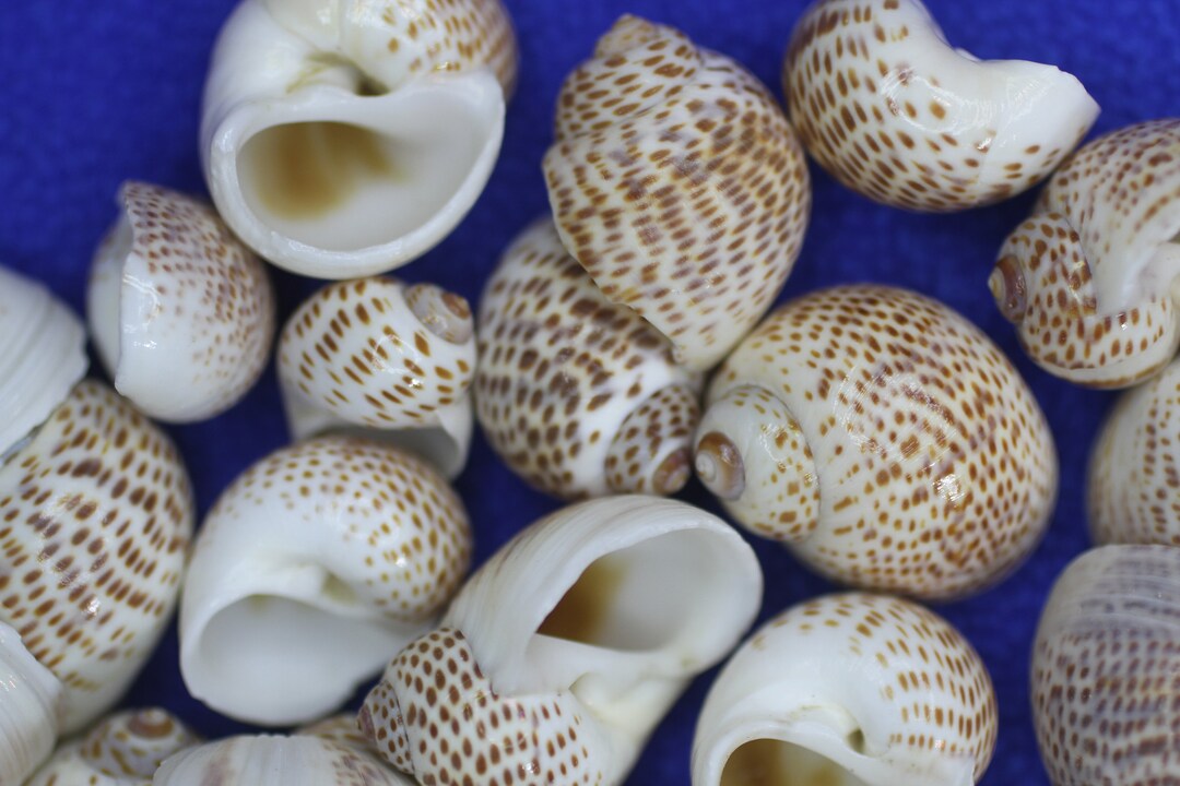 Natica Tigerina Seashells for Any Crafting Project. Small, Patterned by ...