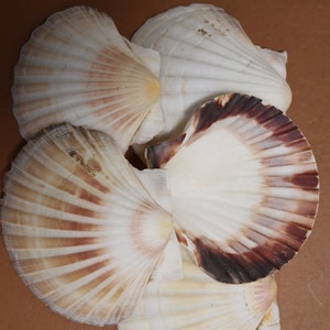 IRISH CUPS, Large White Seashells, Beach Decor, Collectibles, 4-5 ...