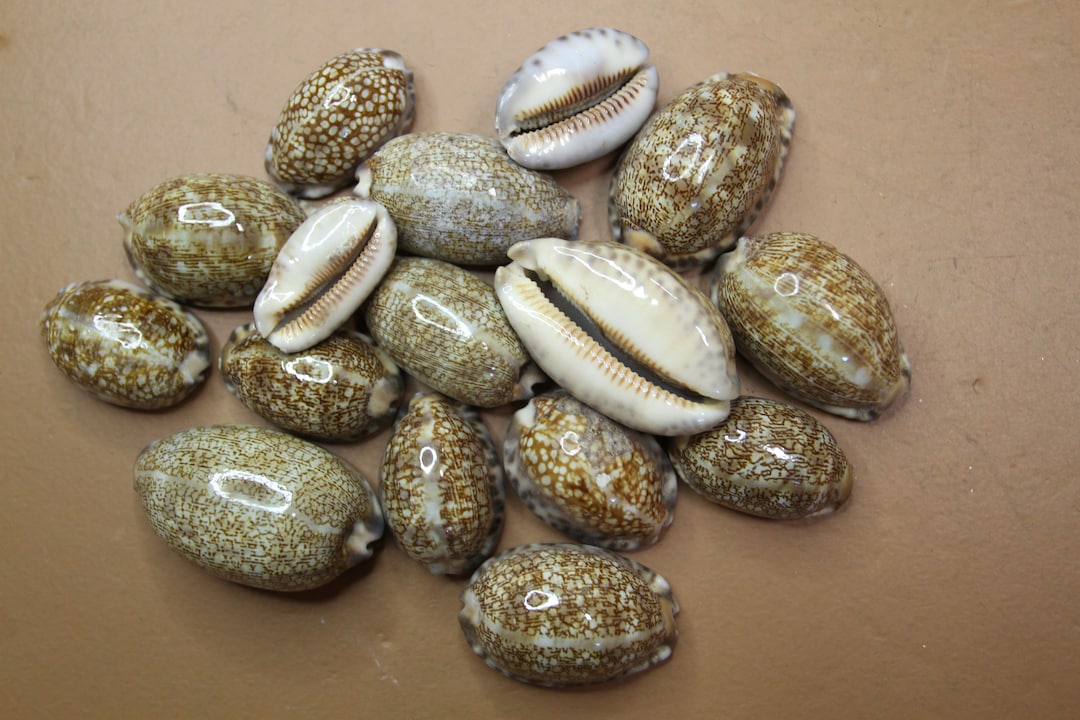 Arabica Cowrie, Cypraea~tortoise Shell Glistening Seashell, Wet Look ...