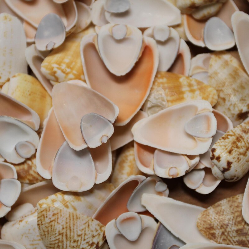 Custom Seashell Wreath - Etsy