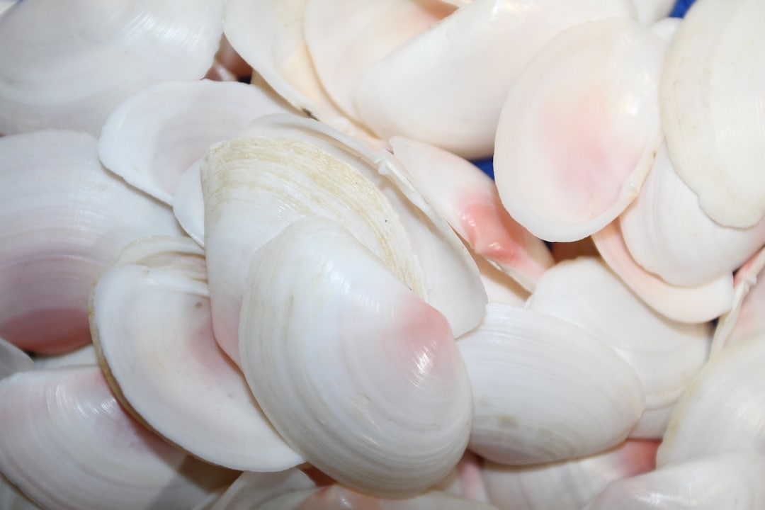 Rose Tellins Seashell Used by Shell Crafting Artists, Jewelry Makers ...