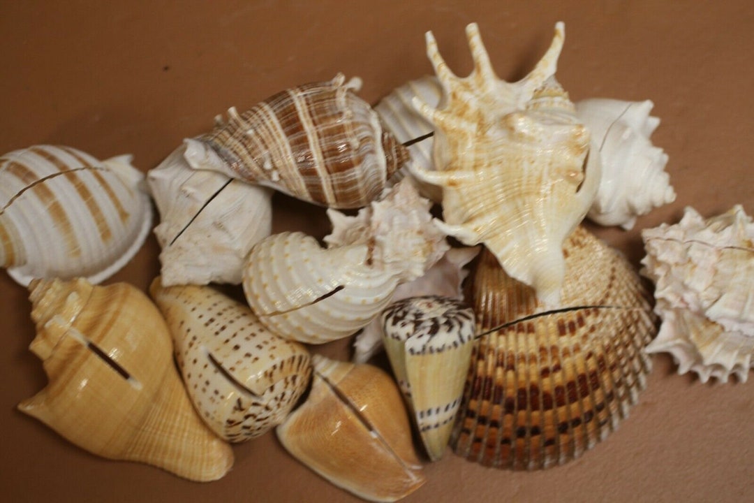 5-mixed Seashells W/ Slots for Place Card Table Markers, Beach Decor SS ...