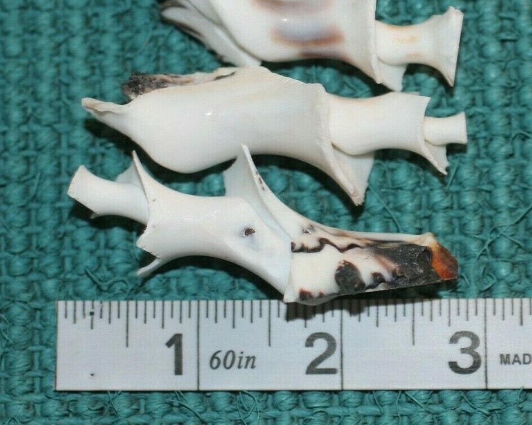 Murex Centers Seashells 2 1/2 Inch to 3 Inch, , SS-101 Free Ship - Etsy