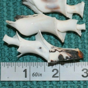 Murex Centers Seashells 2 1/2 Inch to 3 Inch, , SS-101 Free Ship - Etsy