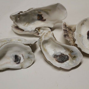 Oyster Shells Clusters for Wedding Venue Decor Projects - Etsy