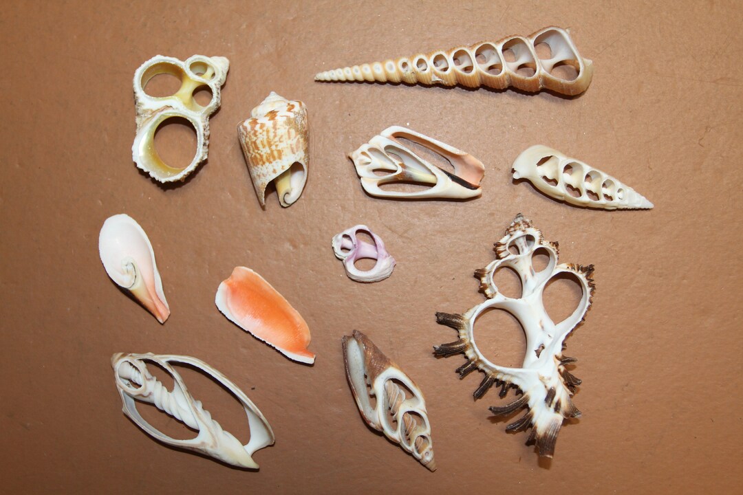 Assorted Cut Seashells, Center Cut, Shell Craft, Jewelry Supply, Wreath ...