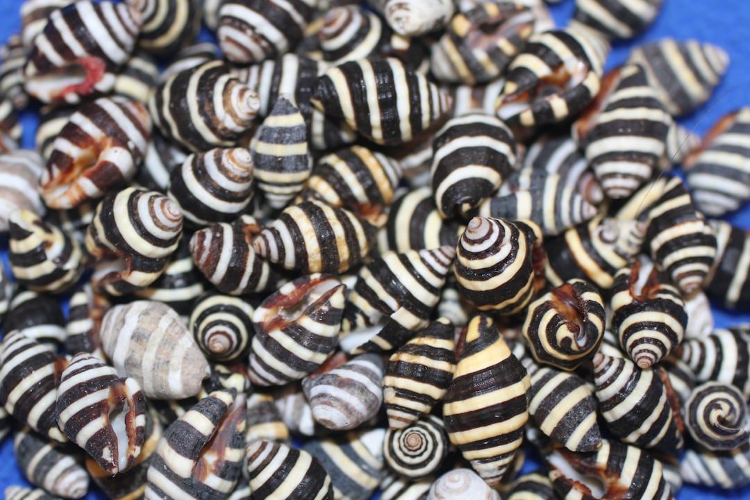 BUMBLE BEE, Tiny Seashells, for Shell Craft, Sailors Valentines,mosaic ...