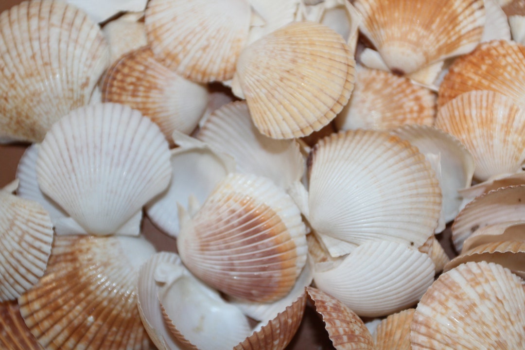 Pecten Pyxidata (baby Deeps) Scallop , Clam Seashells for Arts & Crafts ...