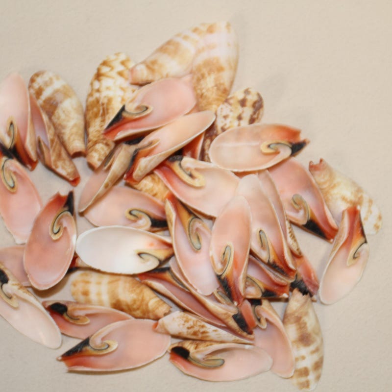 Sliced Shell - Etsy
