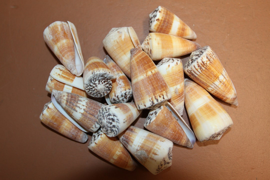 Conus Planorbis Cone-shaped Seashell. Stunning Golden Colorying Making ...