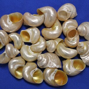 PEARLED TURBO, Gold Mouth Super Shiny, Seashells, Shell Craft, Wreath ...