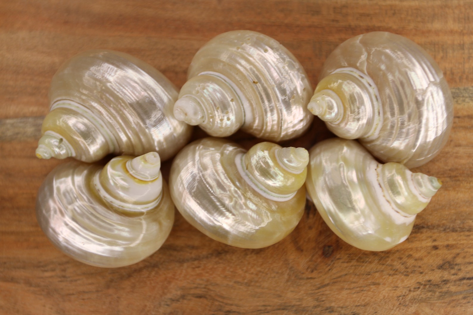 PEARLED TURBO, Gold Mouth Super Shiny, Seashells, Shell Craft, Wreath ...