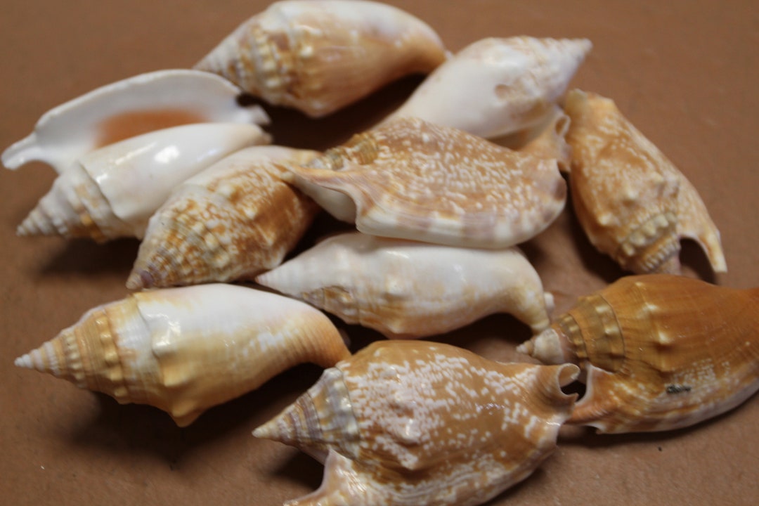 STROMBUS BULLA Seashell / Craft Supplies / Jar Fillers / Wreath Supply ...