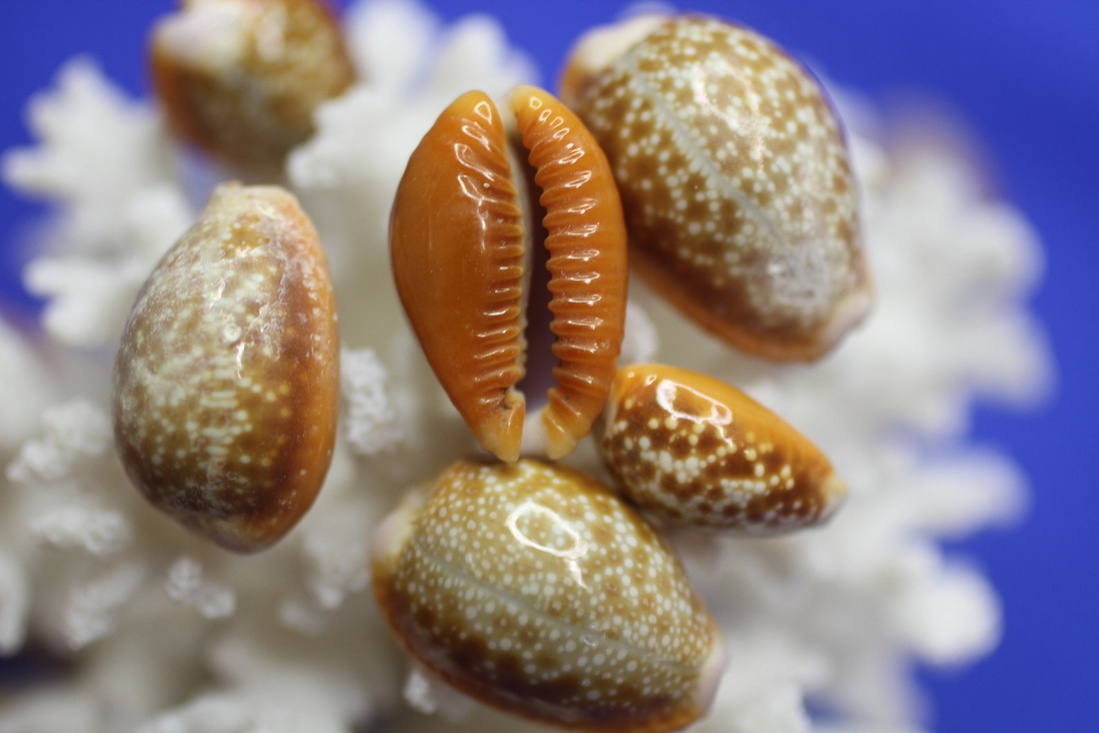Honey Cowry A Small Seashell With Rich Colors. Shell Crafters Must-have ...