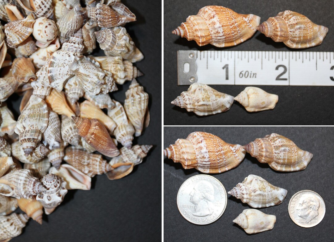 1 Pound - STROMBUS URCEUS, Seashells,small Craft Shells,mosaic Supply ...