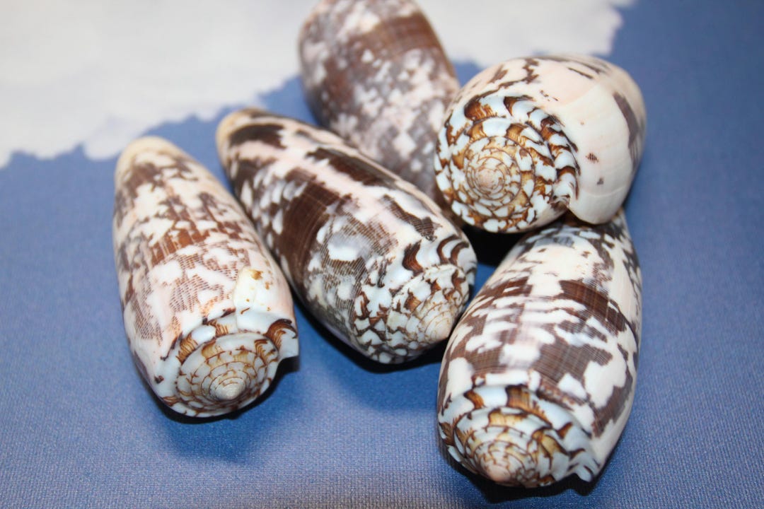 LARGE Conus Striate Seashells, Upscale Glass Bowl Display Seashells ...