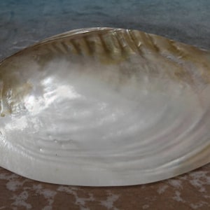 Huge Clamshell for Decor Crafts 8 to 10 Inch Sizes - SS-178 - Etsy