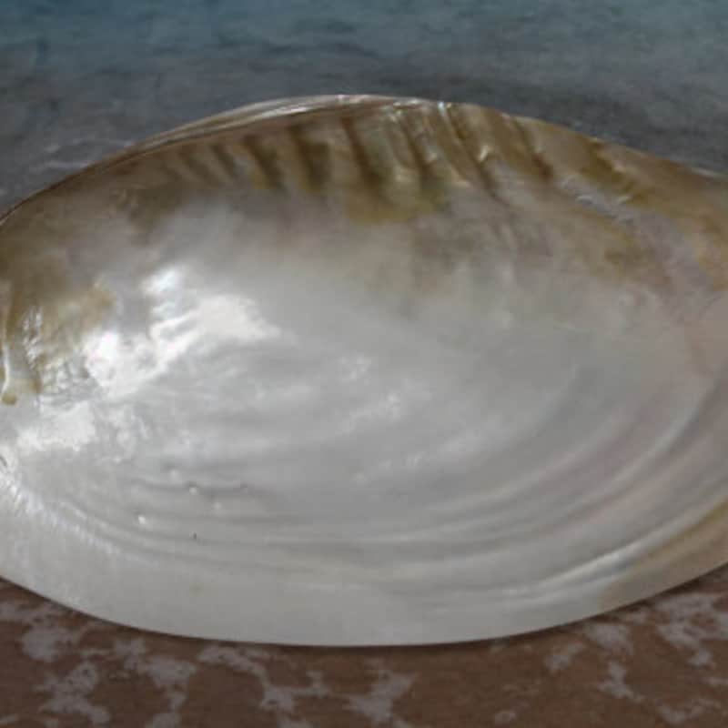 Clam Shell Bowl - Etsy