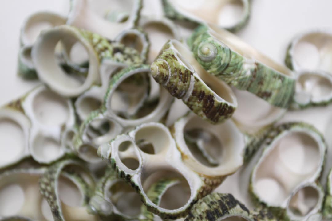 CUT/SLICED, Seashell,turbo Bruneus ,jewelry Supplies,seashell Art ...