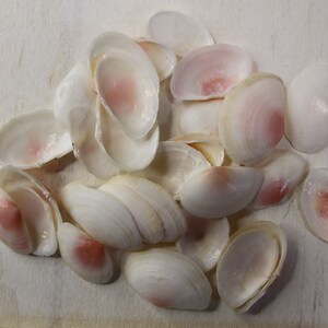Rose Tellins Seashell Used by Shell Crafting Artists, Jewelry Makers ...