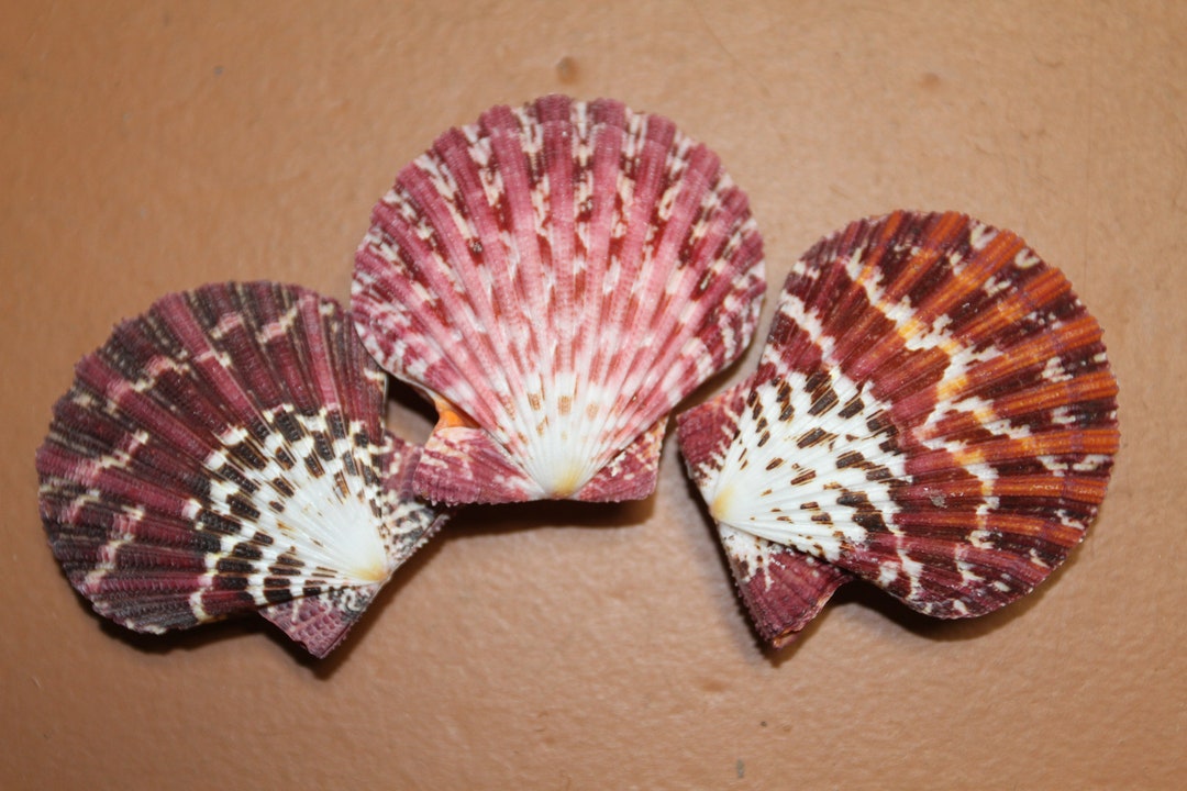 Pecten Pallium, Identical Pairs Sea Shells, Beautiful Tapestry Patterns ...