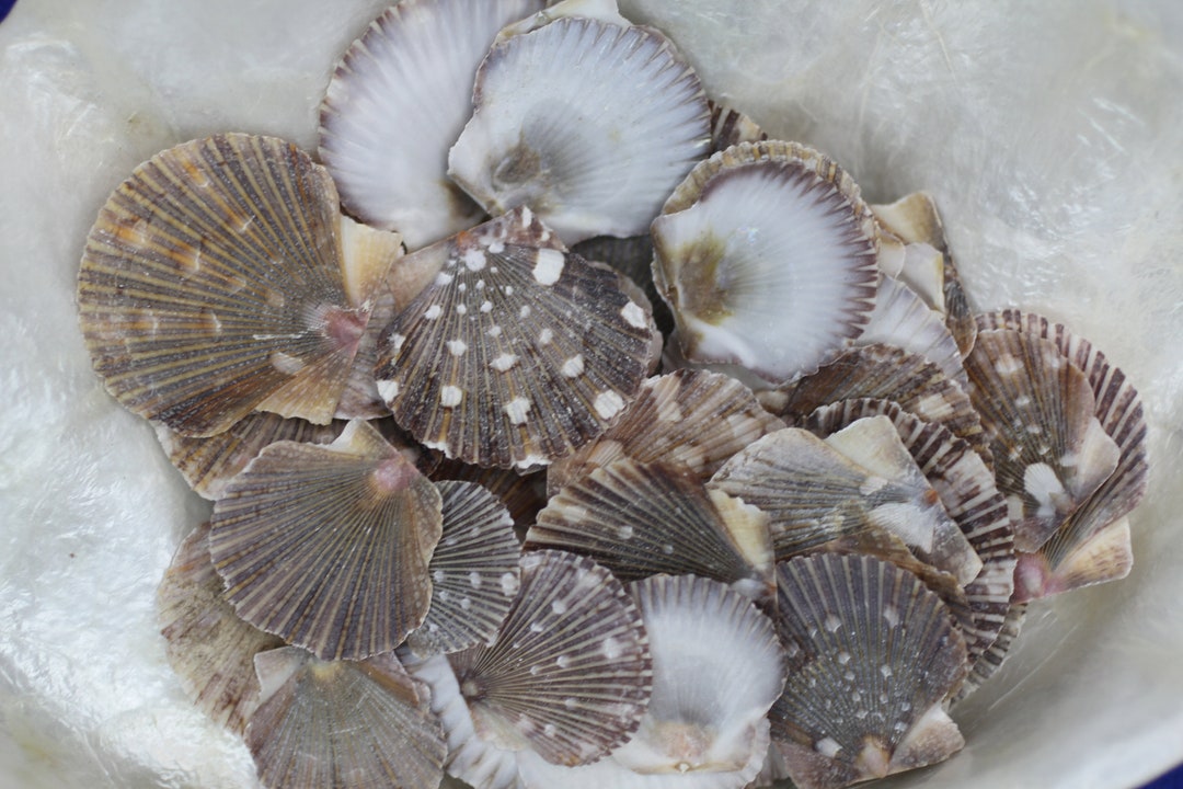 PYXIDATUS, A Small Flat Sea Shell Used in Beach Decor, Shell Crafting ...